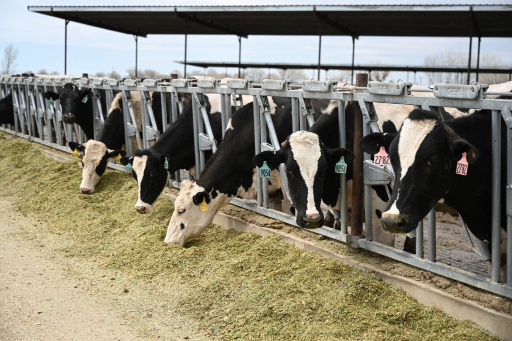 About Us - Nevada Dairy Farmers