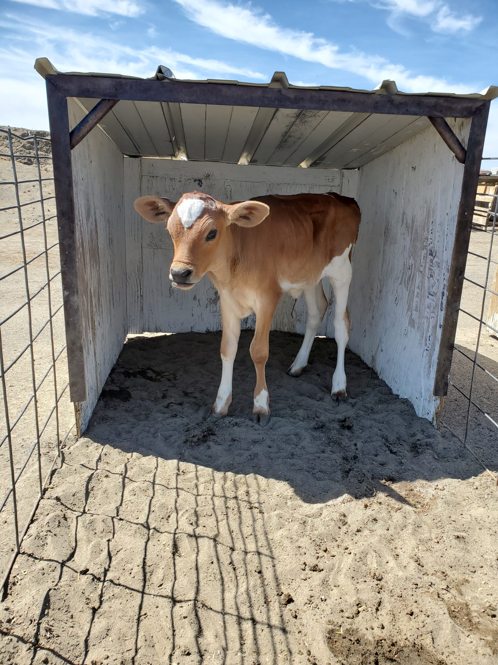Adopt a Cow 2024 | Nevada Dairy Farmers